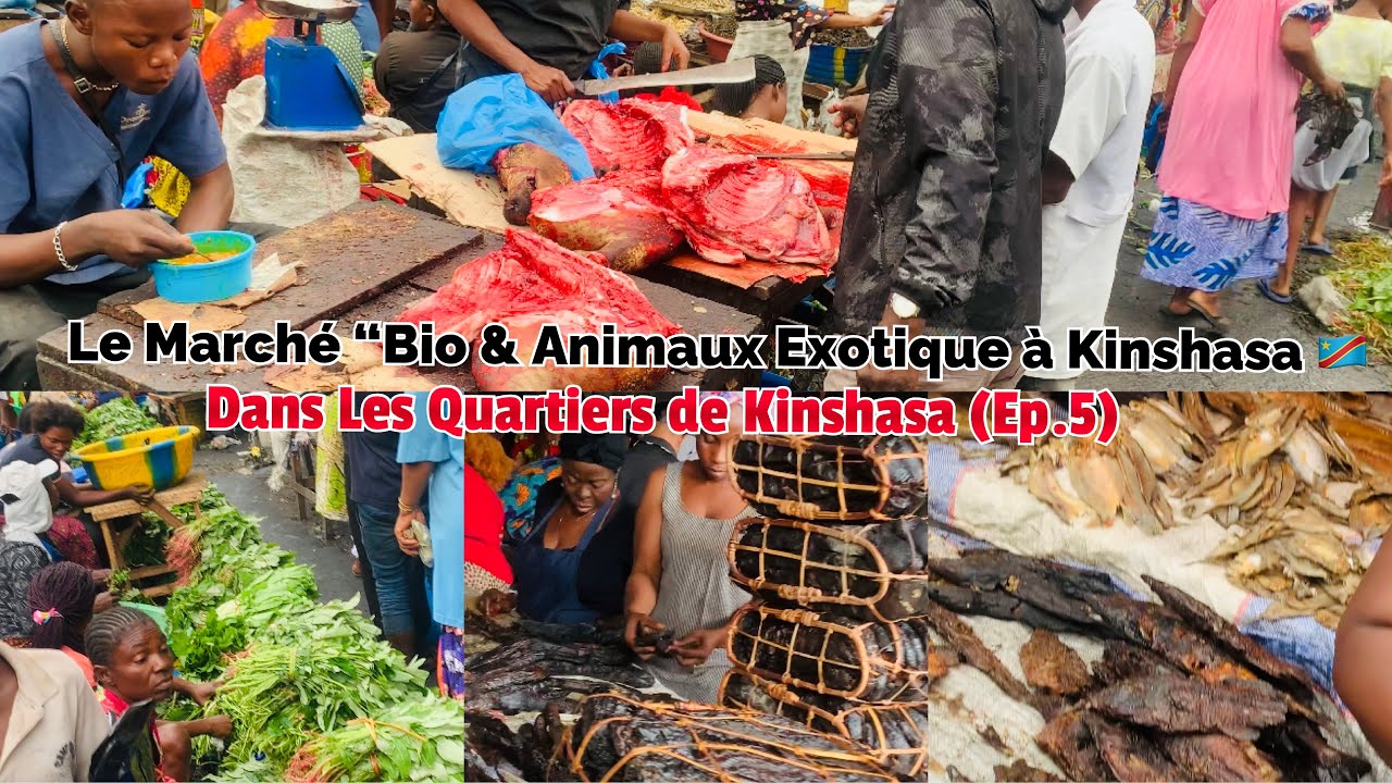 Le Plus Grand Marché Exotique de Kinshasa (Marché Cinquantenaire) - YouTube