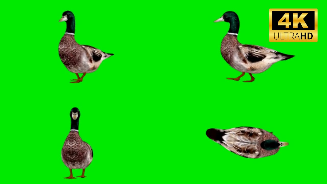 Duck Green Screen Video Copyright free - YouTube