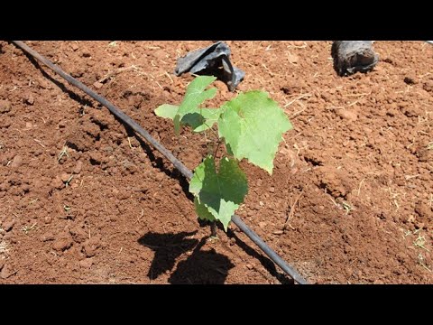 como plantar UVA VITORIA em casa - YouTube