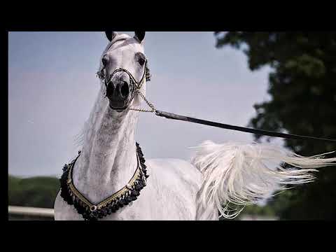 Shaikh Al Nadir (Ansata Sinan x Nadira Fujai) Straight Egyptian Arabian Stallion
