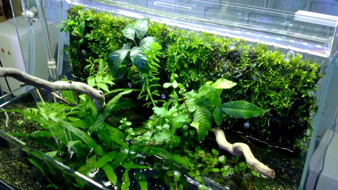 DOOA LAUNCH BY ADA at STILL WATER AQUATICS - YouTube