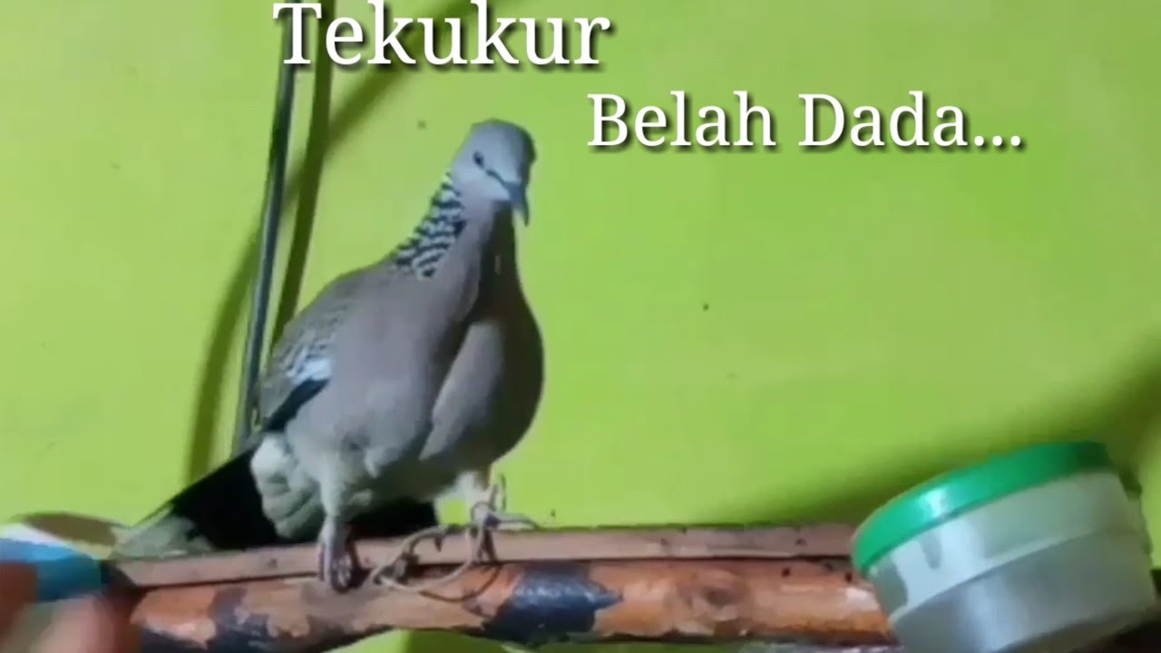 Pikat Tekukur,,,,belah dada,, mantap!! - YouTube