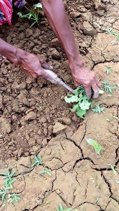 Manual Weeding in Cowpea Field #shorts - YouTube