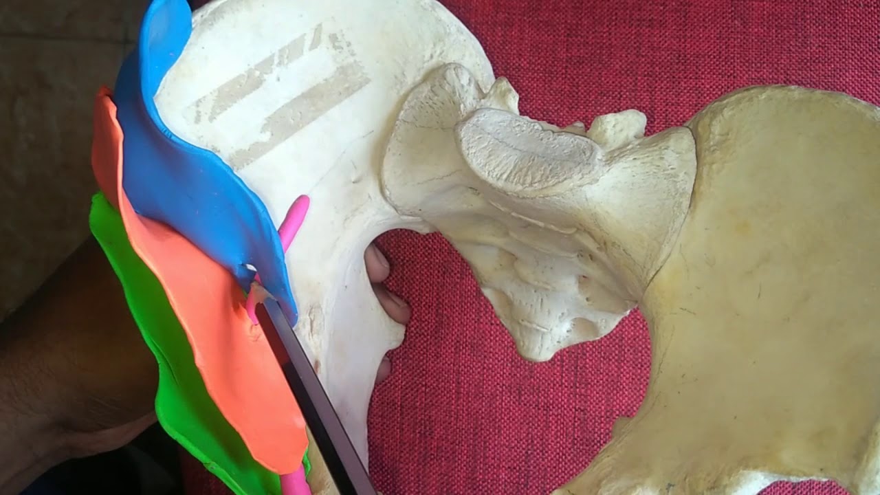 INGUINAL CANAL made easy - YouTube