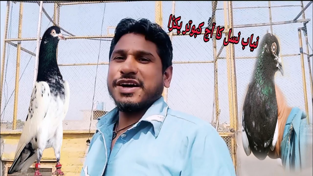 Aj ak bhat nayab kabootar pakra//kabootar bazi khatam ho giya//# ...