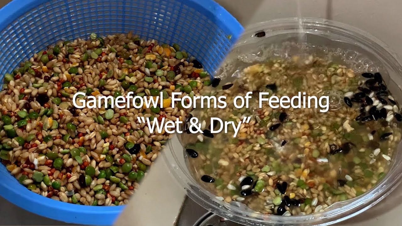 Gamefowl Forms of Feeding Wet & Dry - YouTube