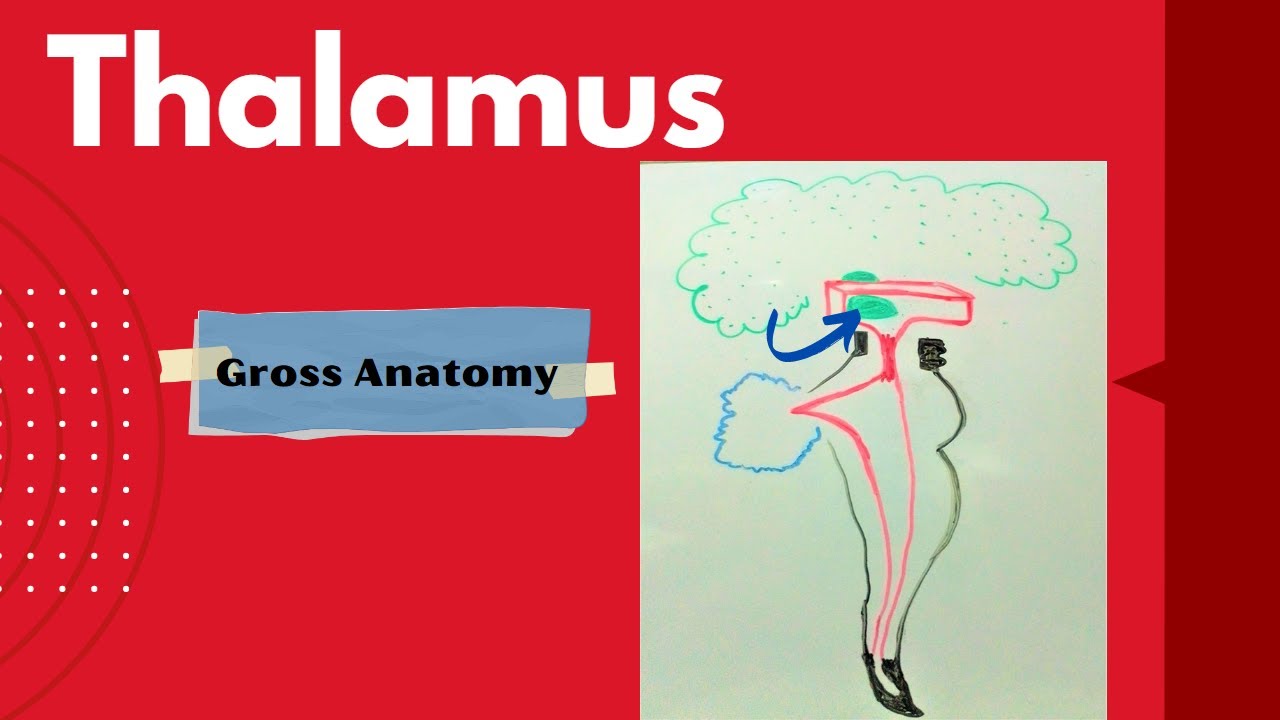 Thalamus | | Gross Anatomy of the thalamus| | Diencephalon Part 1a ...