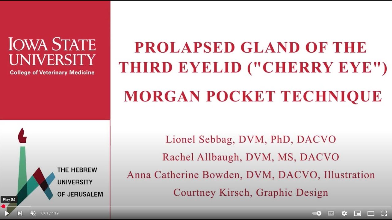 Cherry Eye Correction in Dogs | Morgan’s Pocket Technique Step-by-Step ...