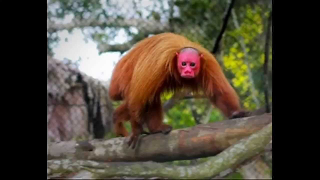 The stranger animals - YouTube