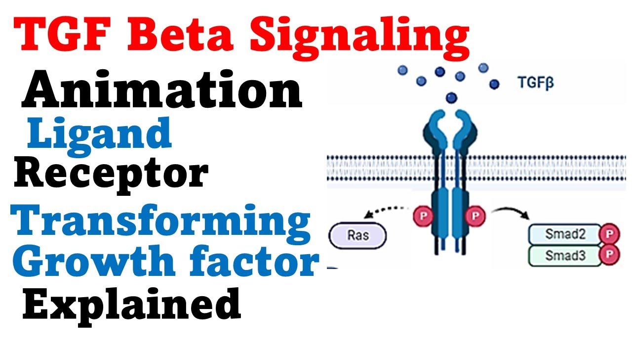 TGF Beta Pathway Transforming Growth Factor Beta Signaling YouTube