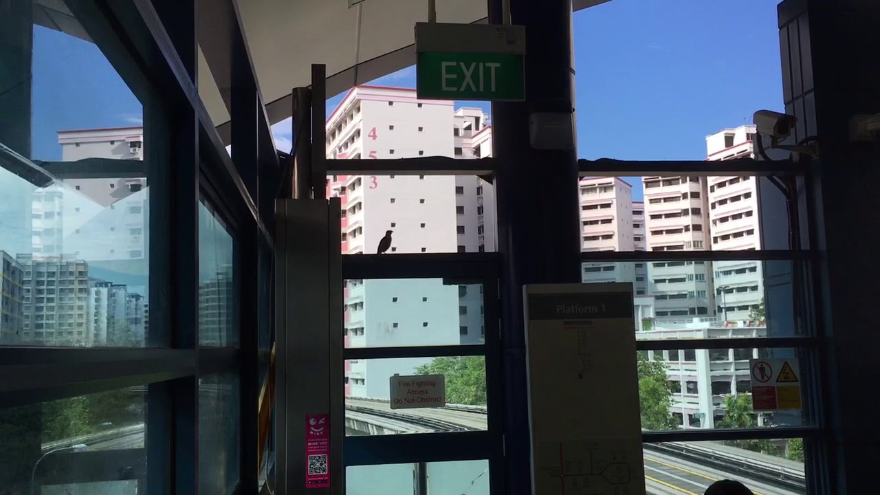 Mynah Bird @ Fajar LRT Station - YouTube