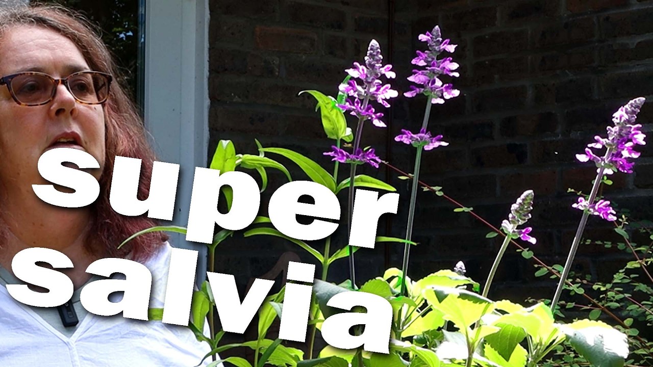 My plant of the week – super Salvia - YouTube