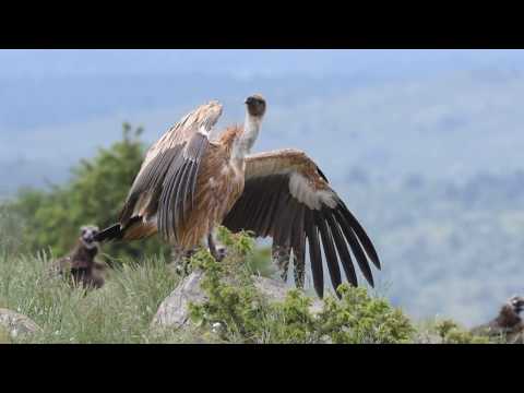 KIZIL AKBABA DÖRTDİVAN VULTURE WİLD LİFE