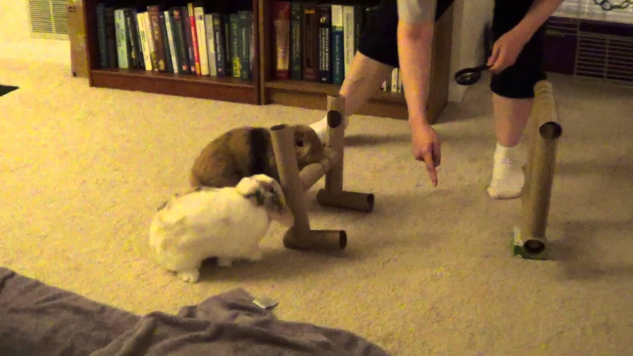 Bunnies learn a new trick! - YouTube