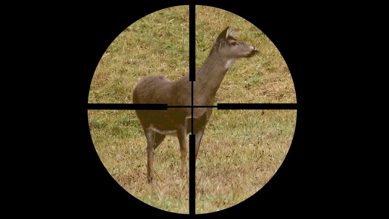 34 ULTIMATE Hunting Shots in under 4 Minutes! - YouTube