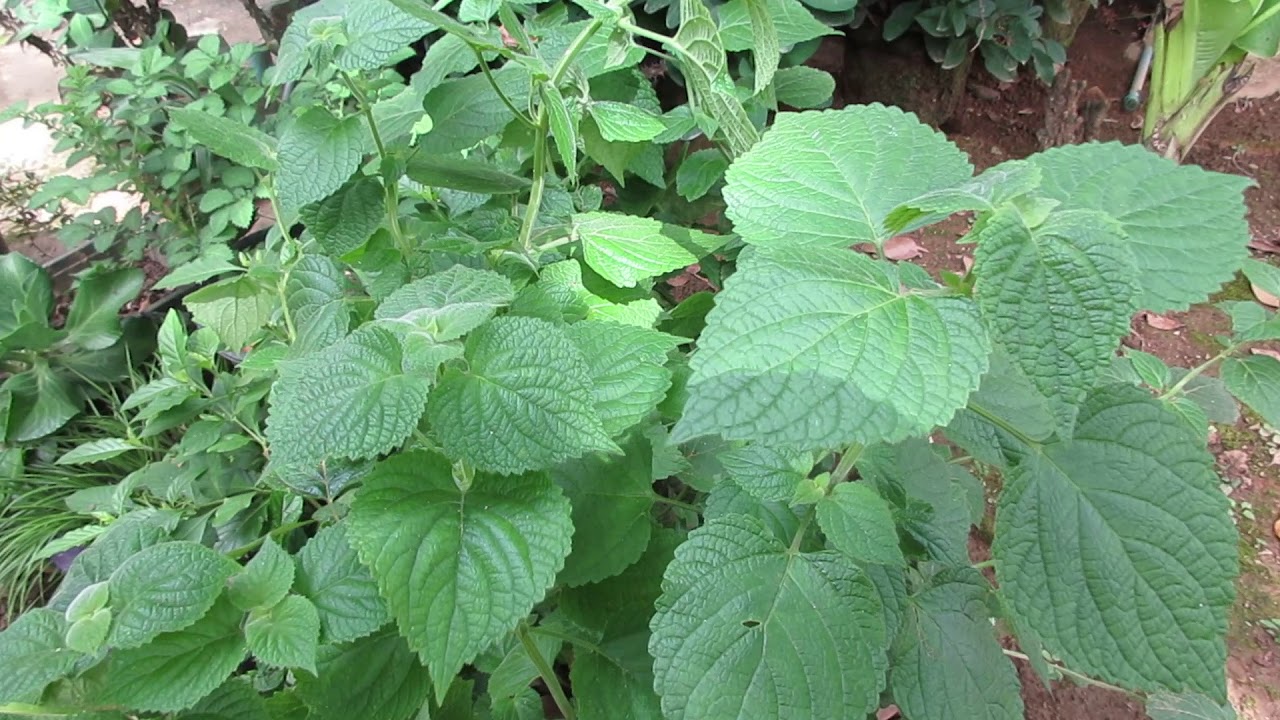 Tshuaj kem dab (Tsog tsuag) - YouTube