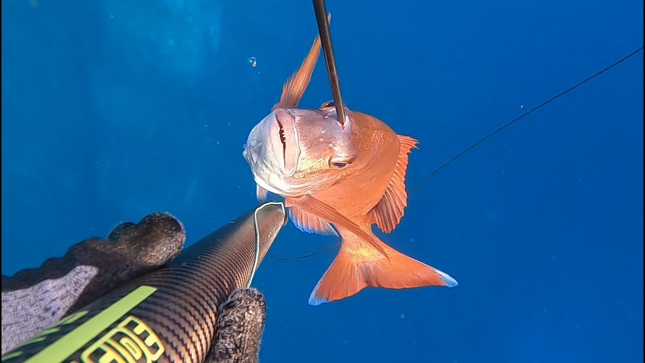 PAGRO INaspettato e non solo... Pesca Sub Sperafishing - YouTube