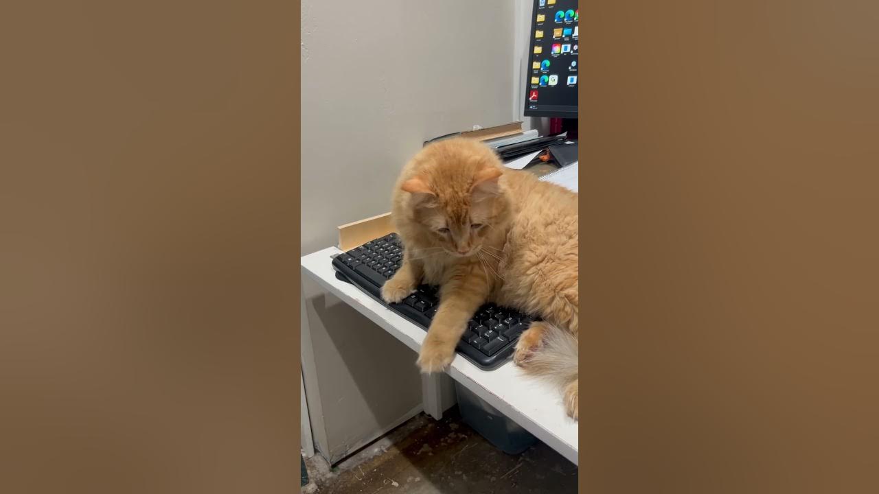 Man Versus Mr. Mittens- Get Off My Keyboard - YouTube