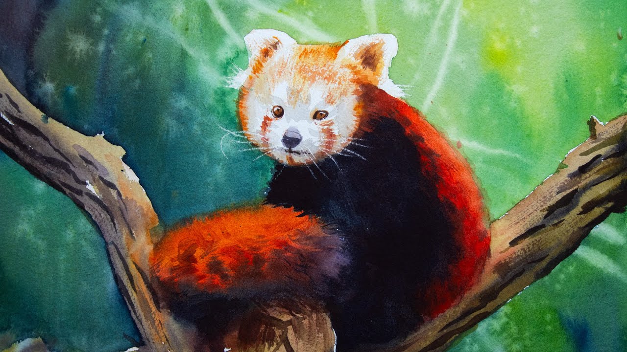 Watercolor Live - how to paint a Red Panda - YouTube
