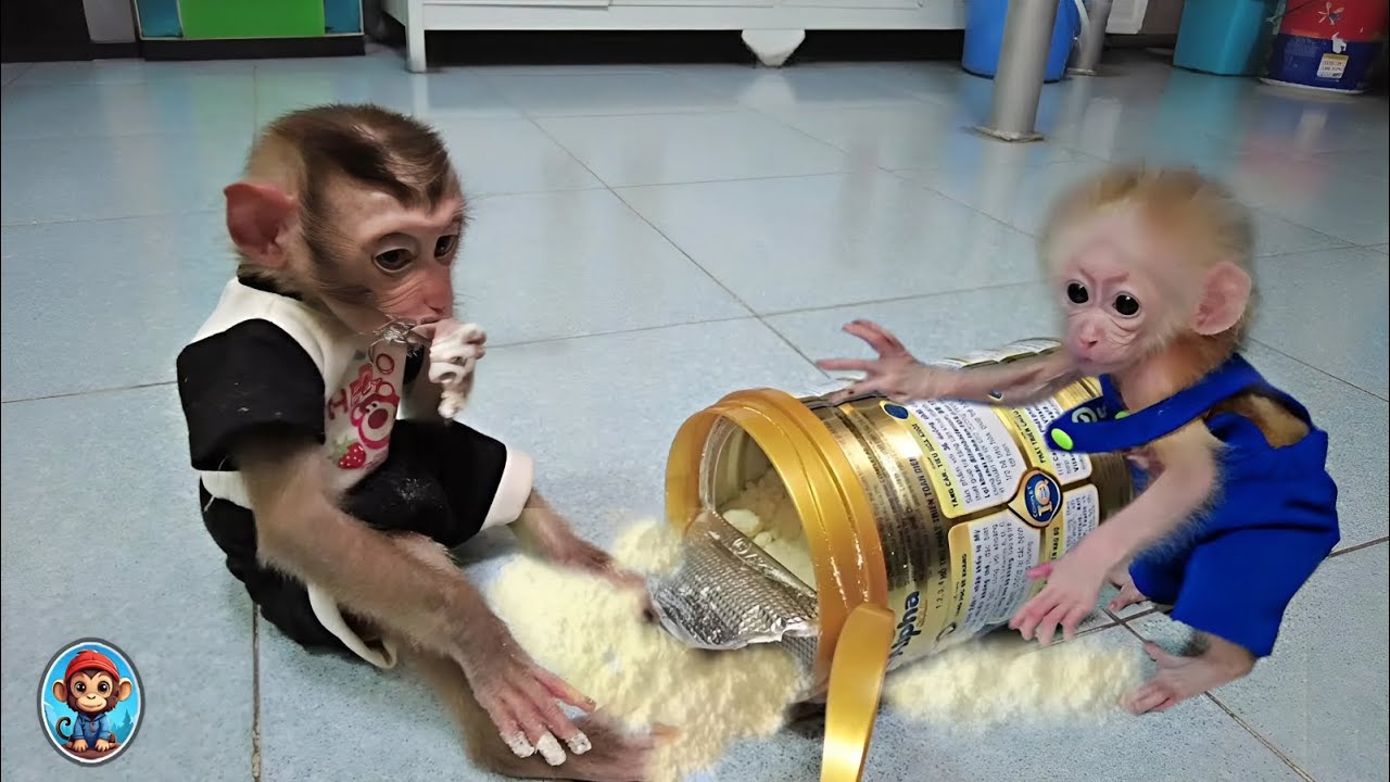 Baby monkey AKA and BonBon playfully opened the lid to eat powdered ...