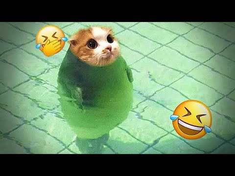 You Laugh You Lose😹Funniest Dogs and Cats 2024😻🐶
