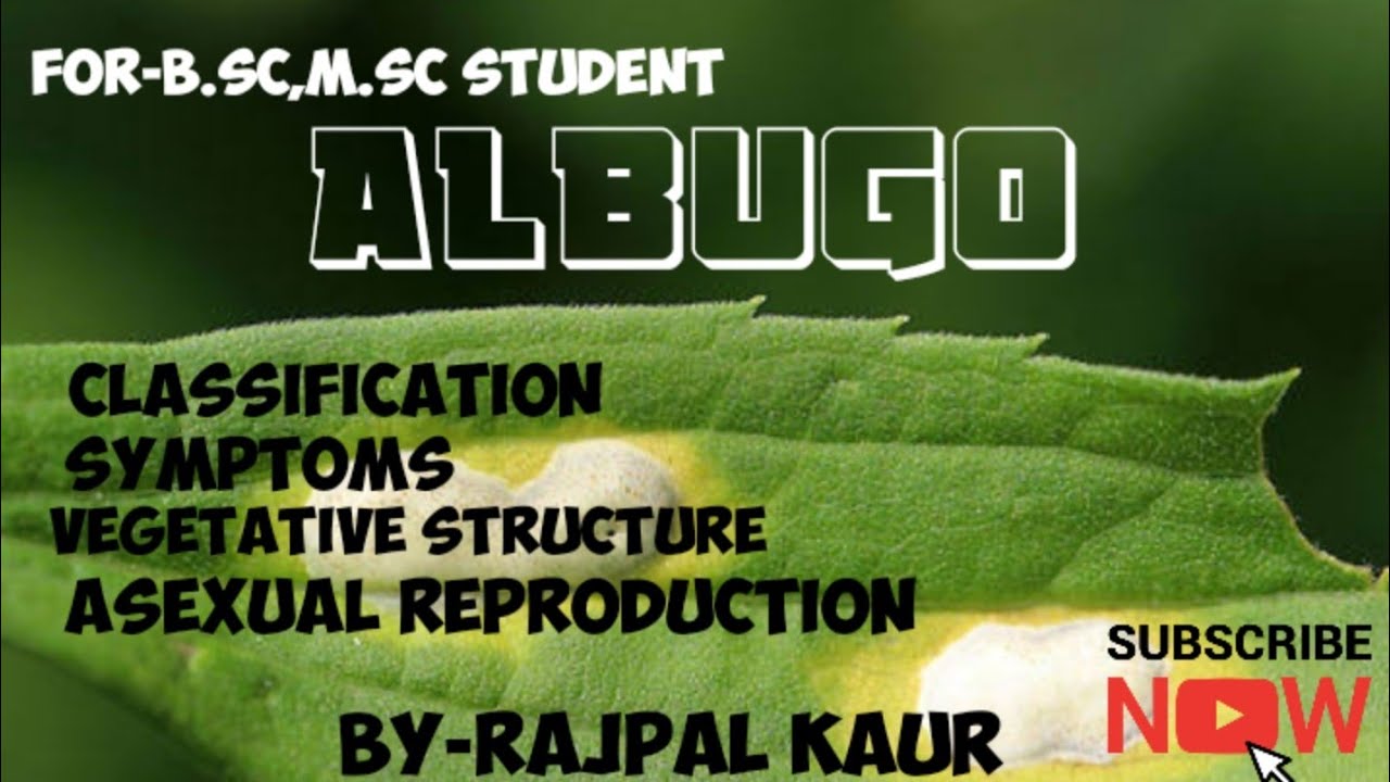 b.sc 1 year botany|| albugo|| classification, symptoms, vegetative ...