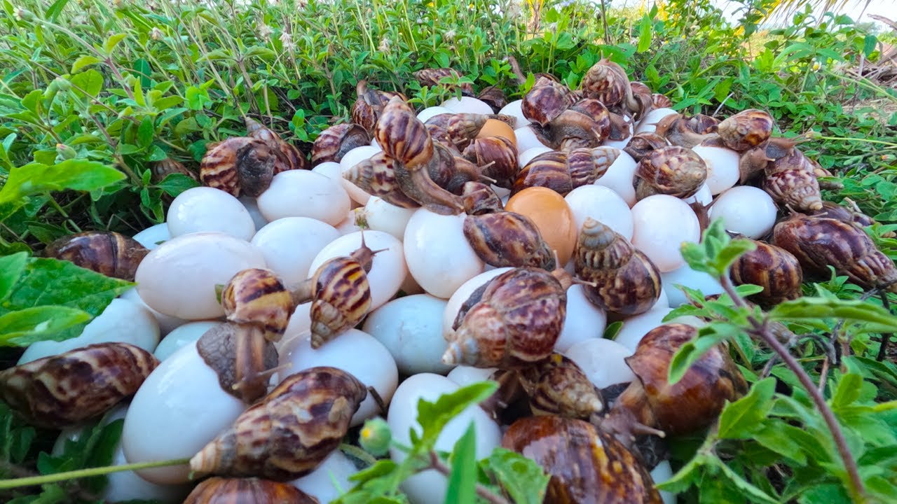 Amazing - Harvest duck eggs and snails a lot under grass at field near ...