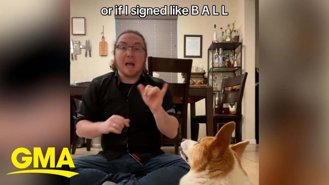Brilliant corgi taught herself sign language when her dad married ...