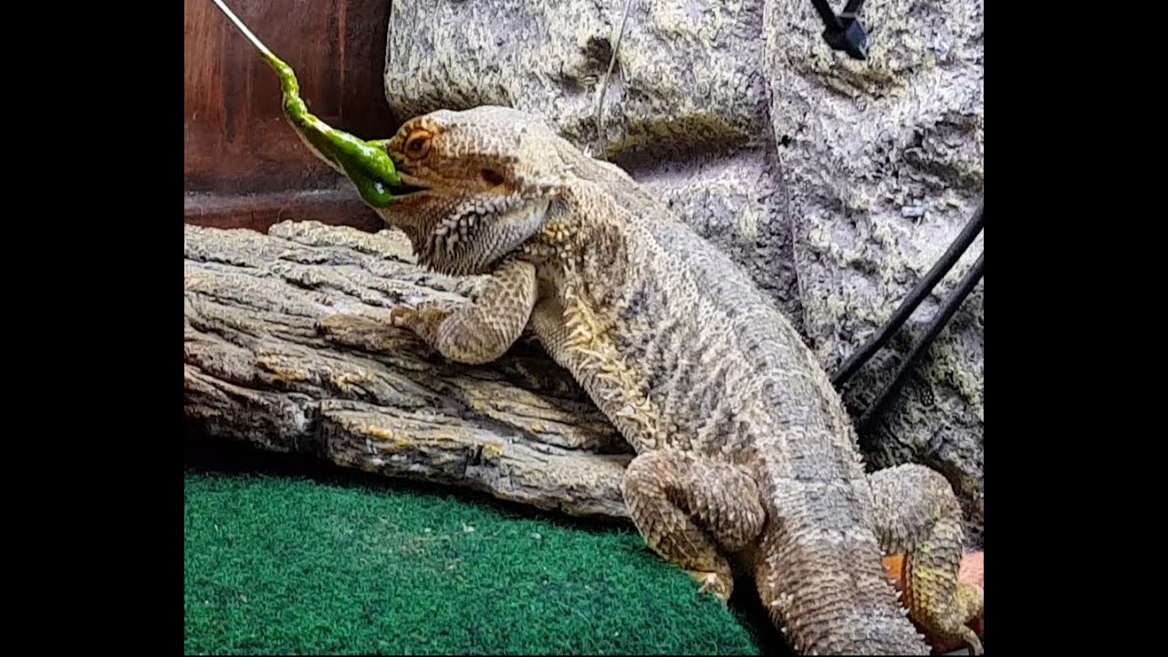 Maggot smoothie supper shake food - YouTube