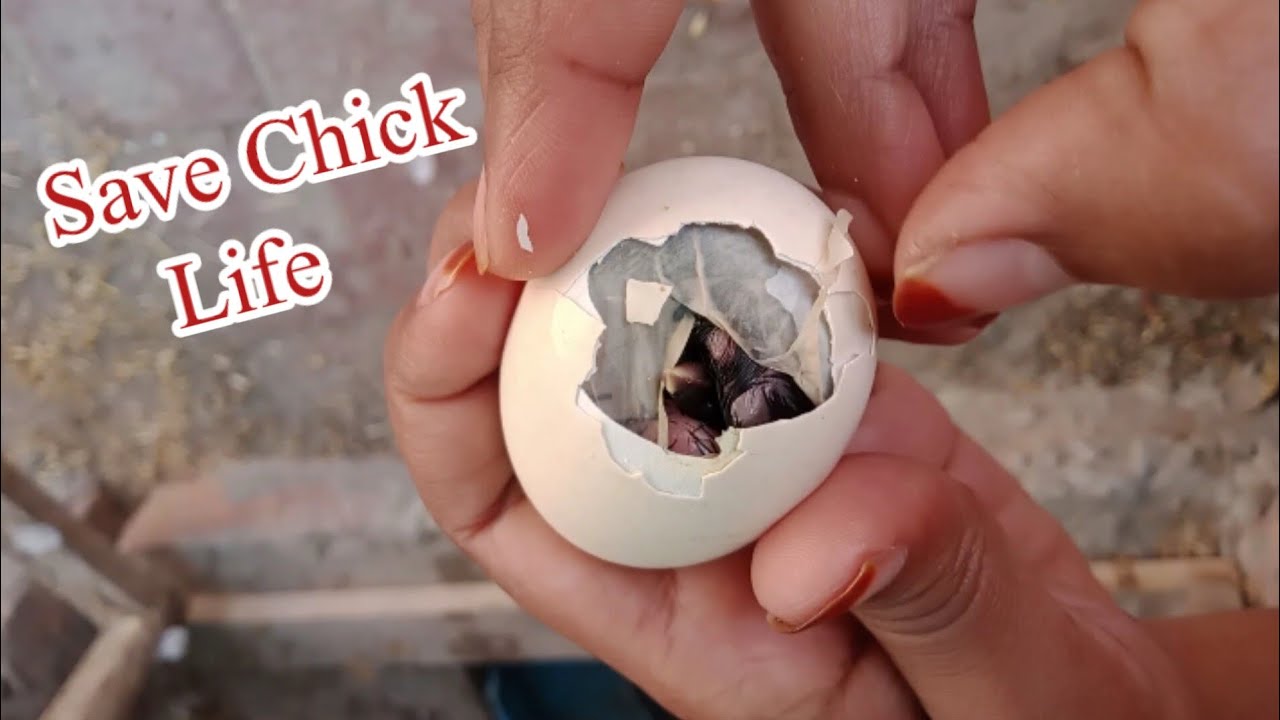 How to break Egg Shell || Hen Harvesting Eggs To Chicks🐥 - YouTube