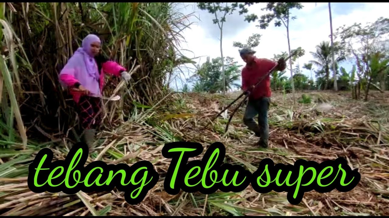 Tebang Tebu # 7 malang selatan - YouTube
