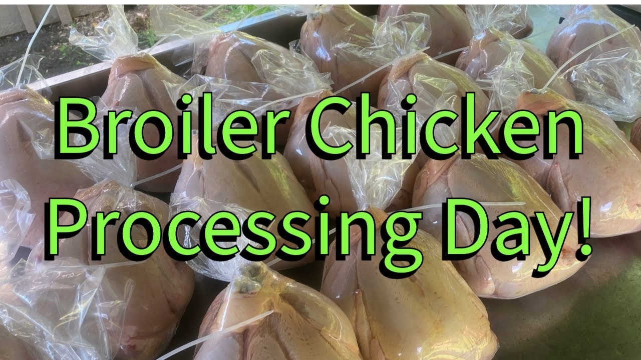 Broiler Chicken Processing Tutorial. How 2 People Process Over 4000 LBS ...