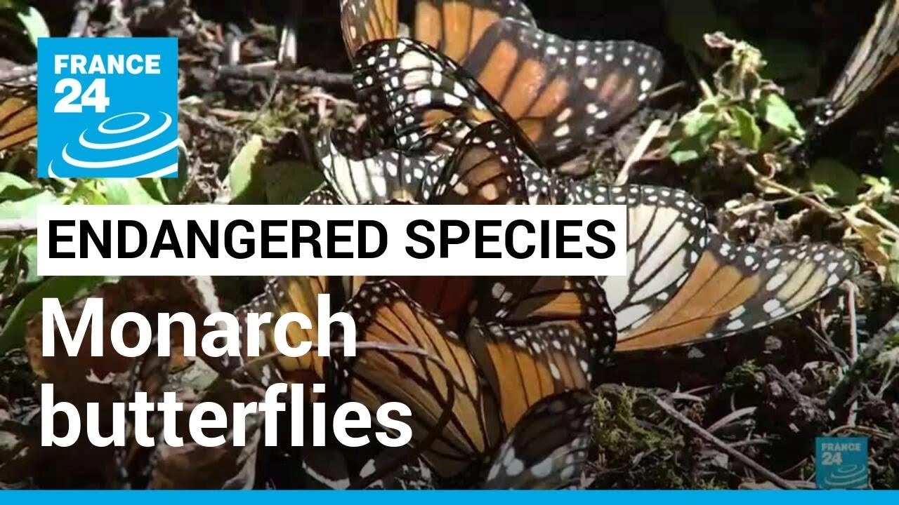 Biodiversity: Migratory monarch butterflies list as endangered species ...