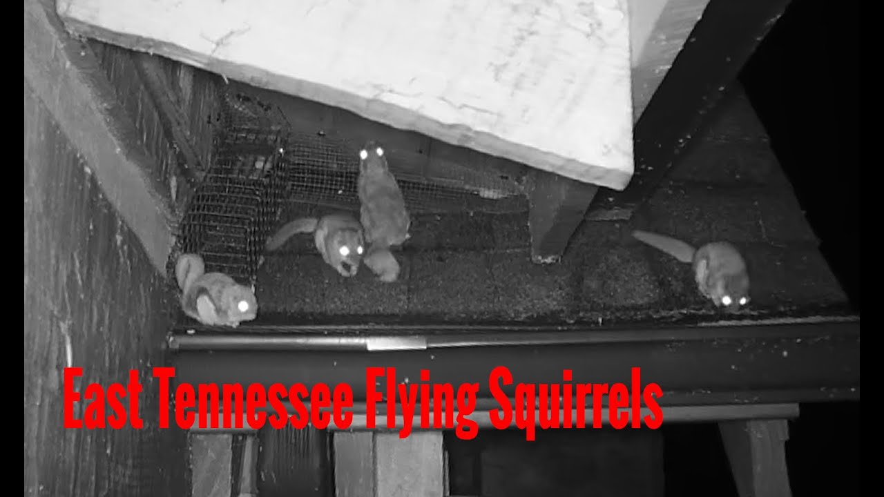 Removing a Flying Squirrel "Flock" from a Cabin in East Tennessee - YouTube