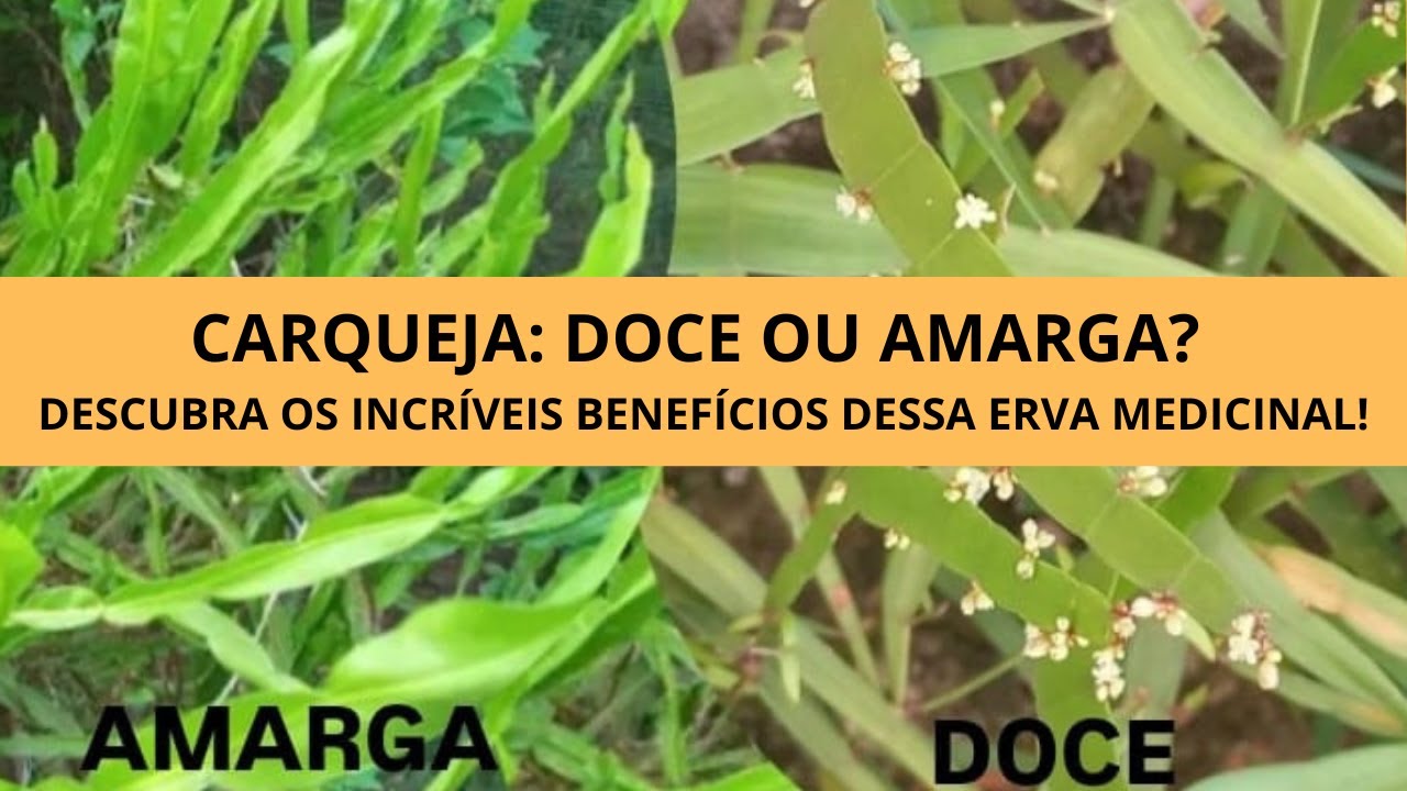 CARQUEJA: DOCE OU AMARGA? DESCUBRA OS INCRÍVEIS BENEFÍCIOS DESSA ERVA ...