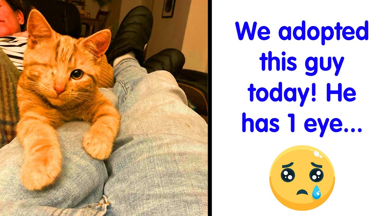 50 Soul Healing Rescue Pet Pics That Will Melt Your Heat (PART 3 ...