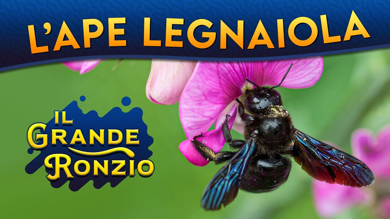 L'Ape legnaiola: il grande ronzìo Puntata 154 - YouTube