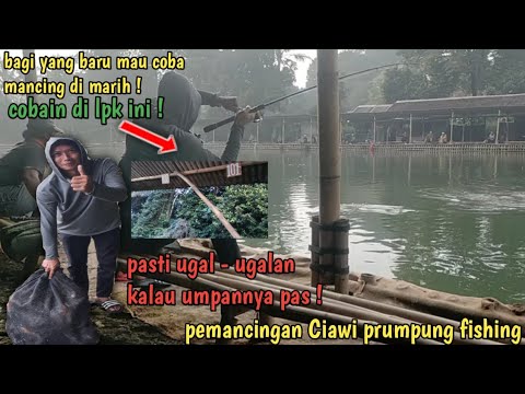 pasti ugal - ugalan kalau umpannya pas !! || pemancingan Ciawi prumpung ...