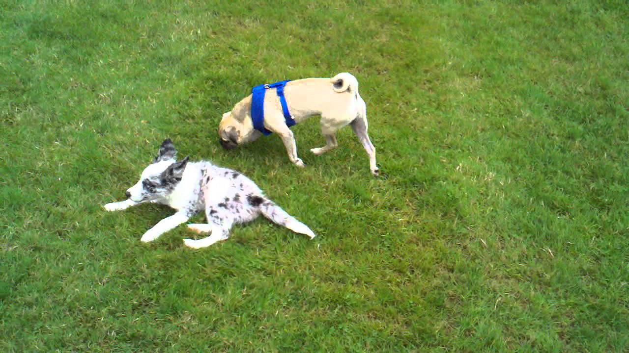 Border collie and pug puppy play - YouTube
