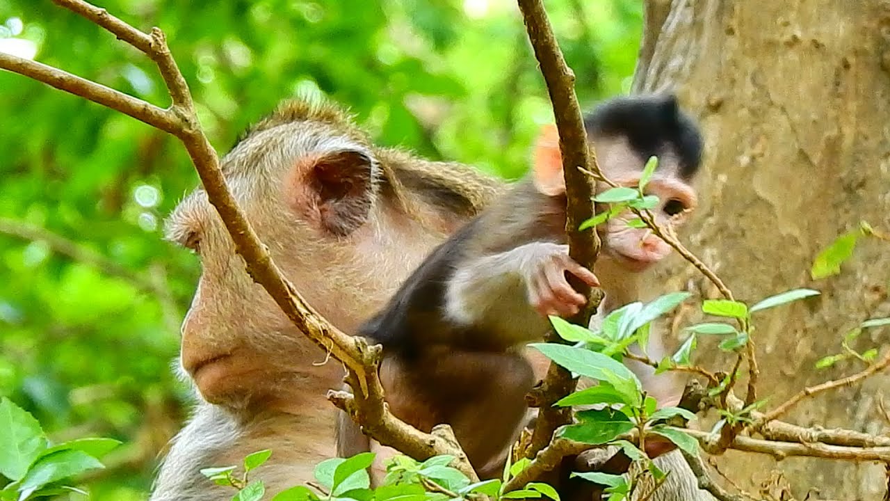 dorable baby monkey train to walk on the tree - YouTube
