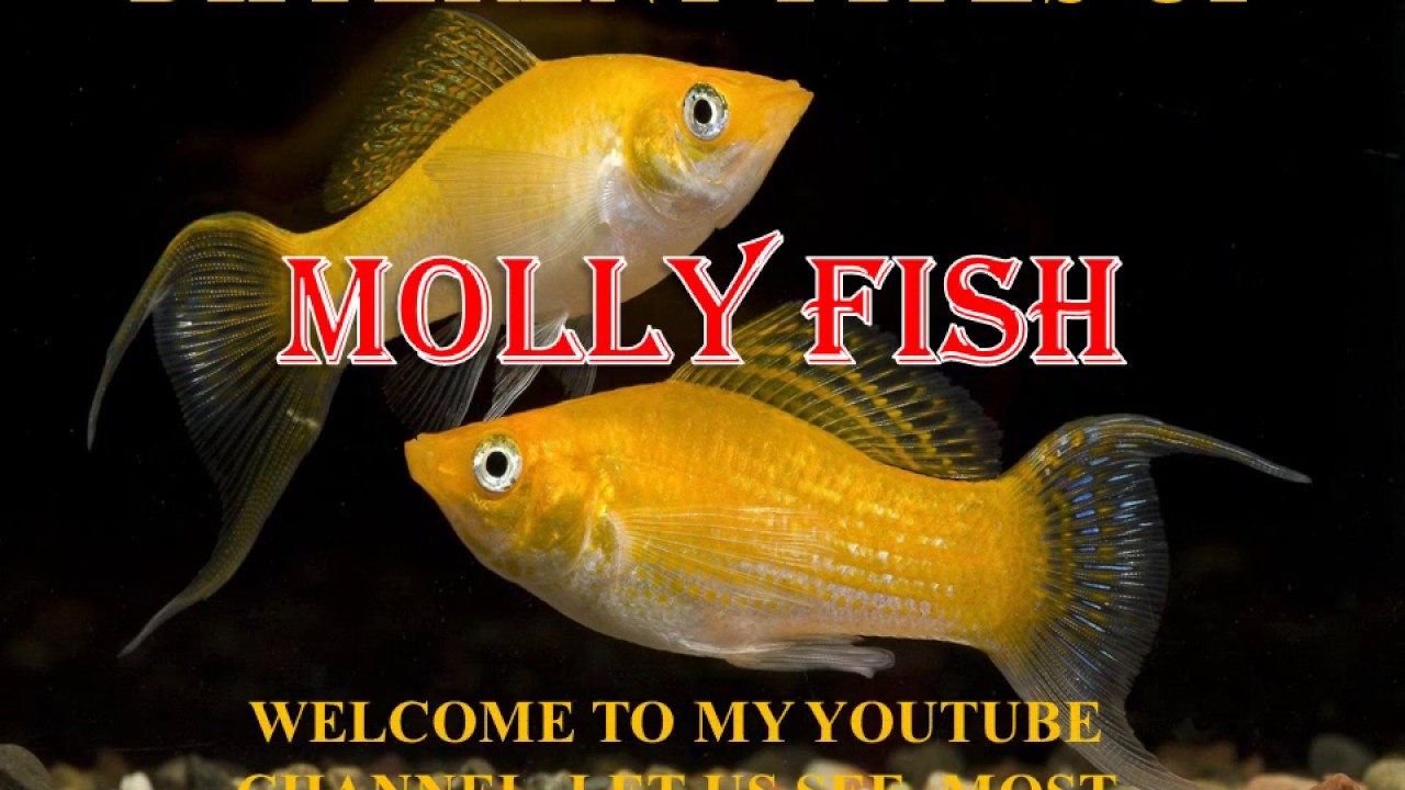 DIFFERENT TYPES OF MOLLY FISH - YouTube