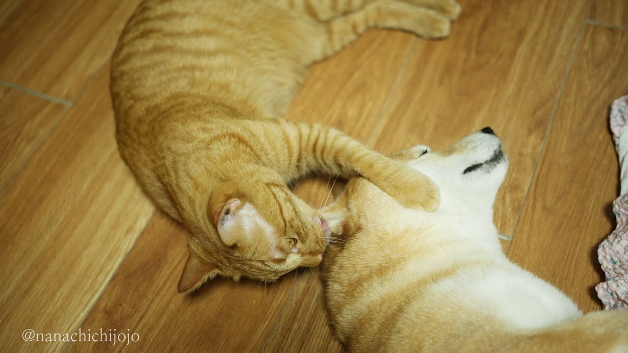 Jojo the Cat's ASMR Ear Cleaning for Nana the Shiba Inu - YouTube