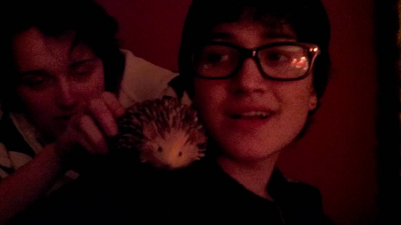 Singing hedgehog - YouTube
