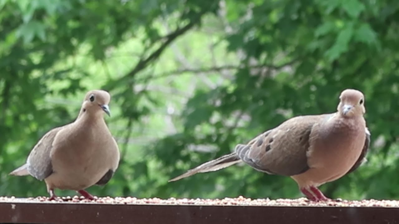 Doves come by for lunch - YouTube