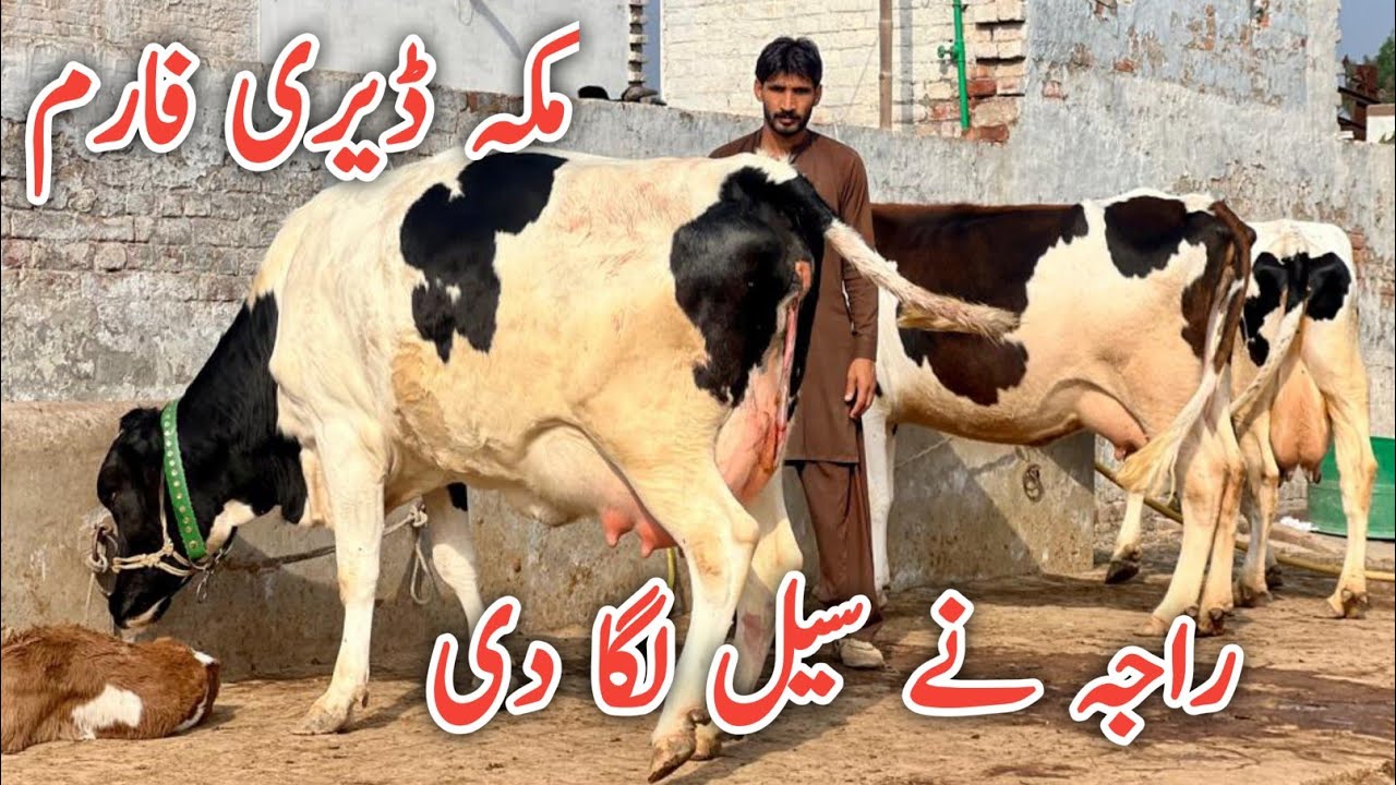 Raja Shakeel | Top class Australian cross cows and Jersey cross breed ...