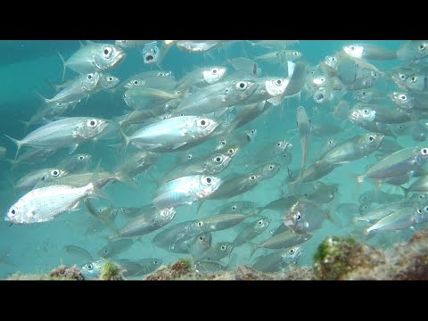 UNDERWATER SIGHT FISHING || ANG DAMING MATANG-BAKA SA ILALIM NG DAGAT ...