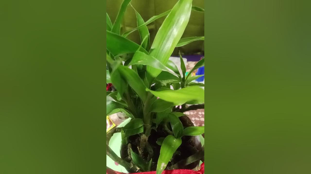 Nanay Eva tv is live! Happy Morning - YouTube