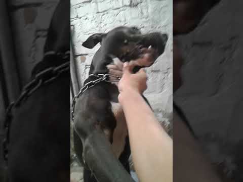 Pitbul gence
