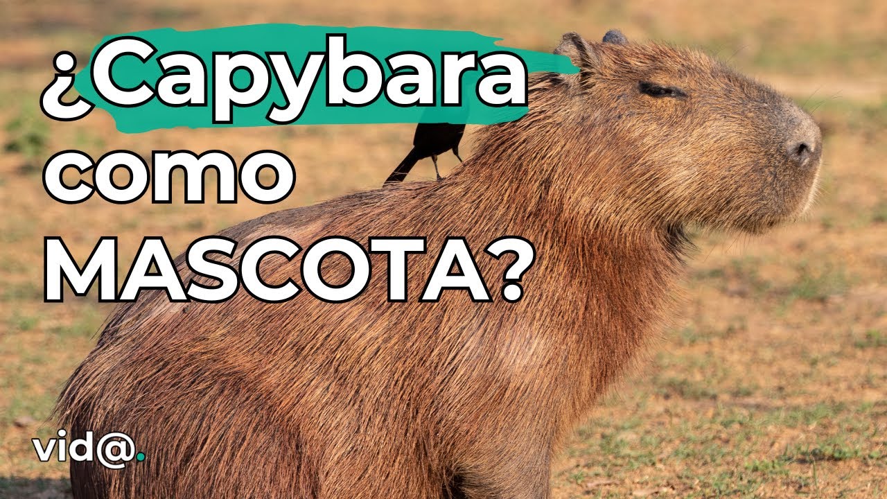 Capybaras Como Mascotas ¿Es Posible Tenerlos un Capybara en Casa? # ...