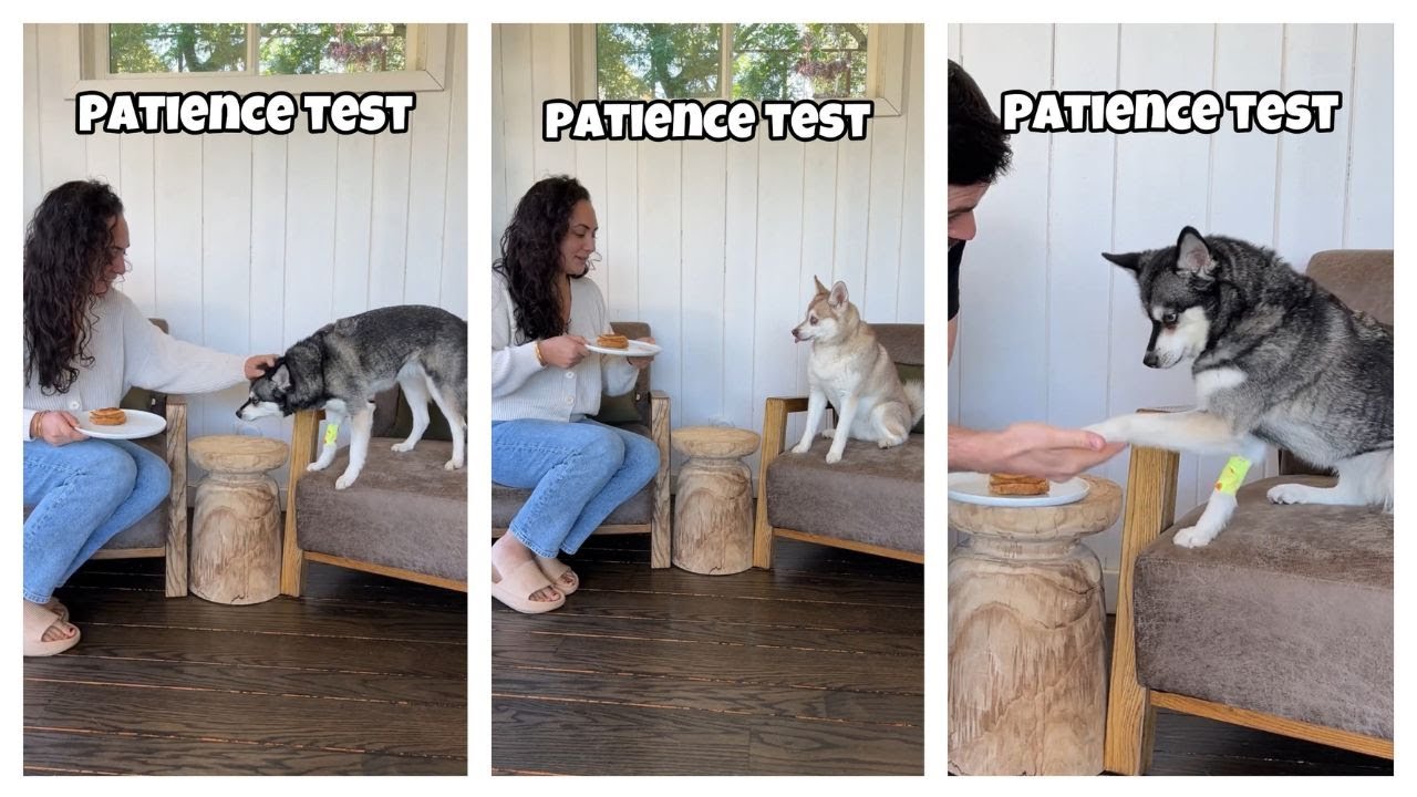 Patience Test: Can I Trust My Picky Dogs With Burger Patty? - YouTube